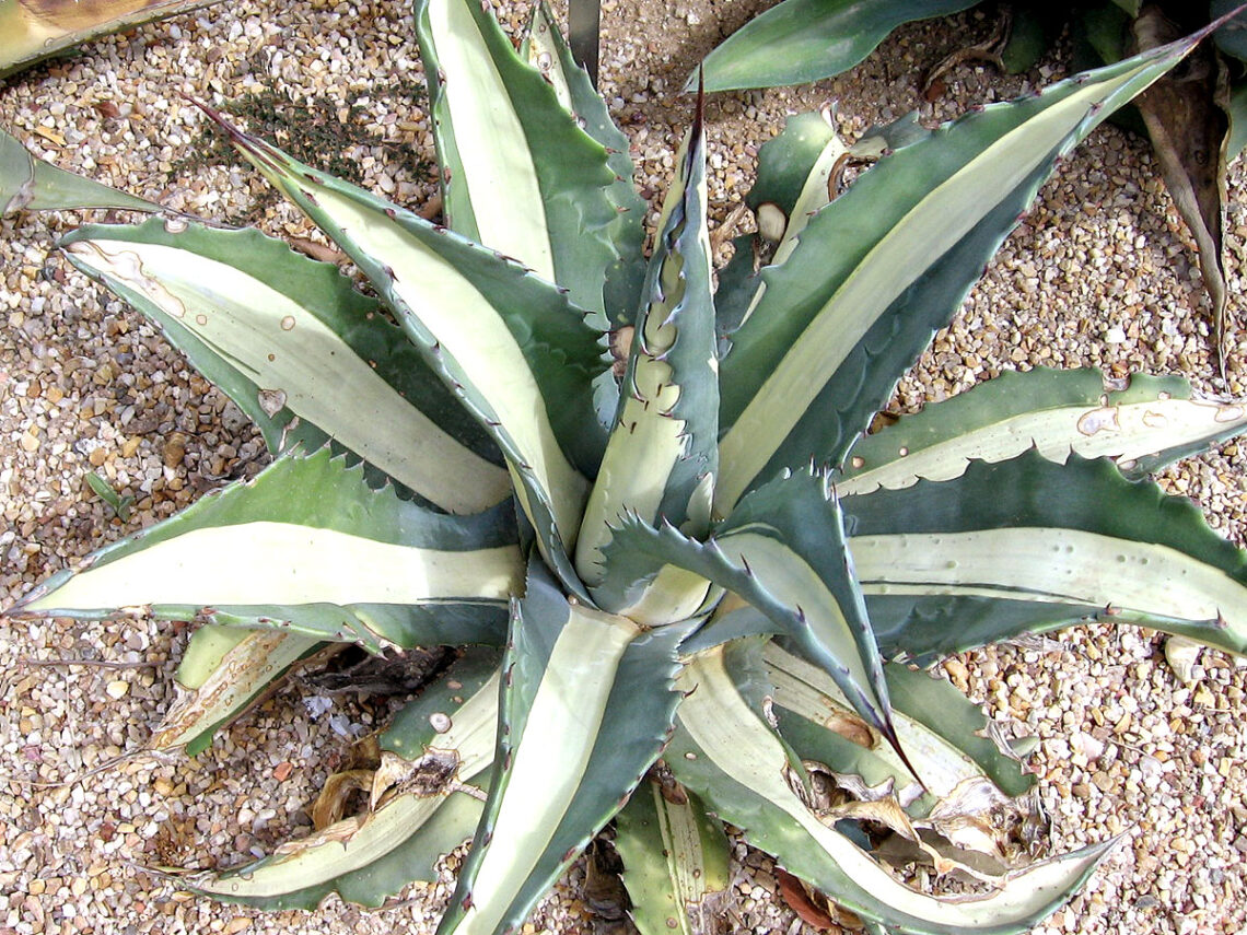 Aloe et Agave : 2 plantes à ne pas confondre